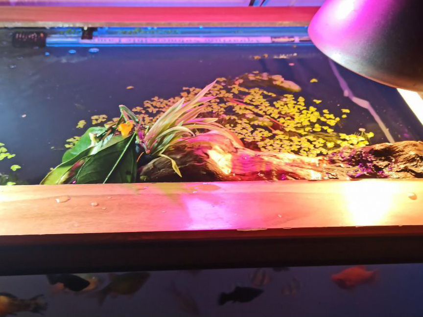 Ряска бесплатно отдам на корм