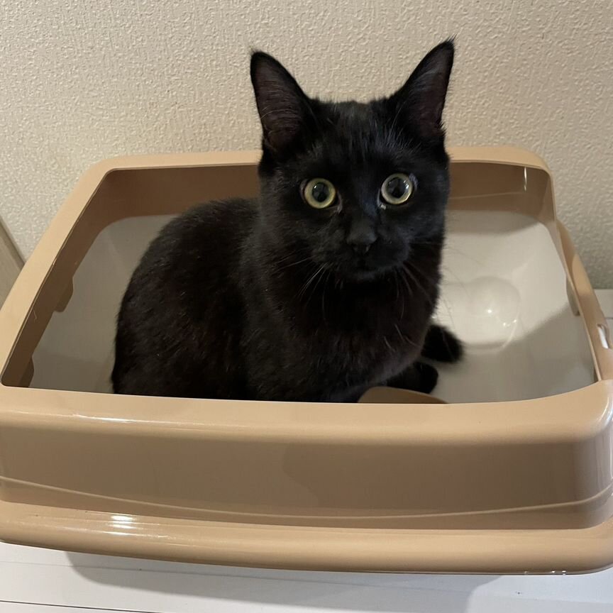 Лоток для кошек