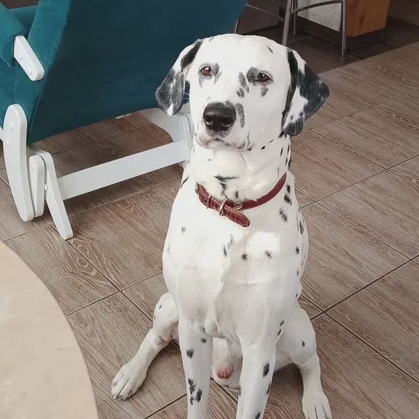 Далматин, взрослый пёс