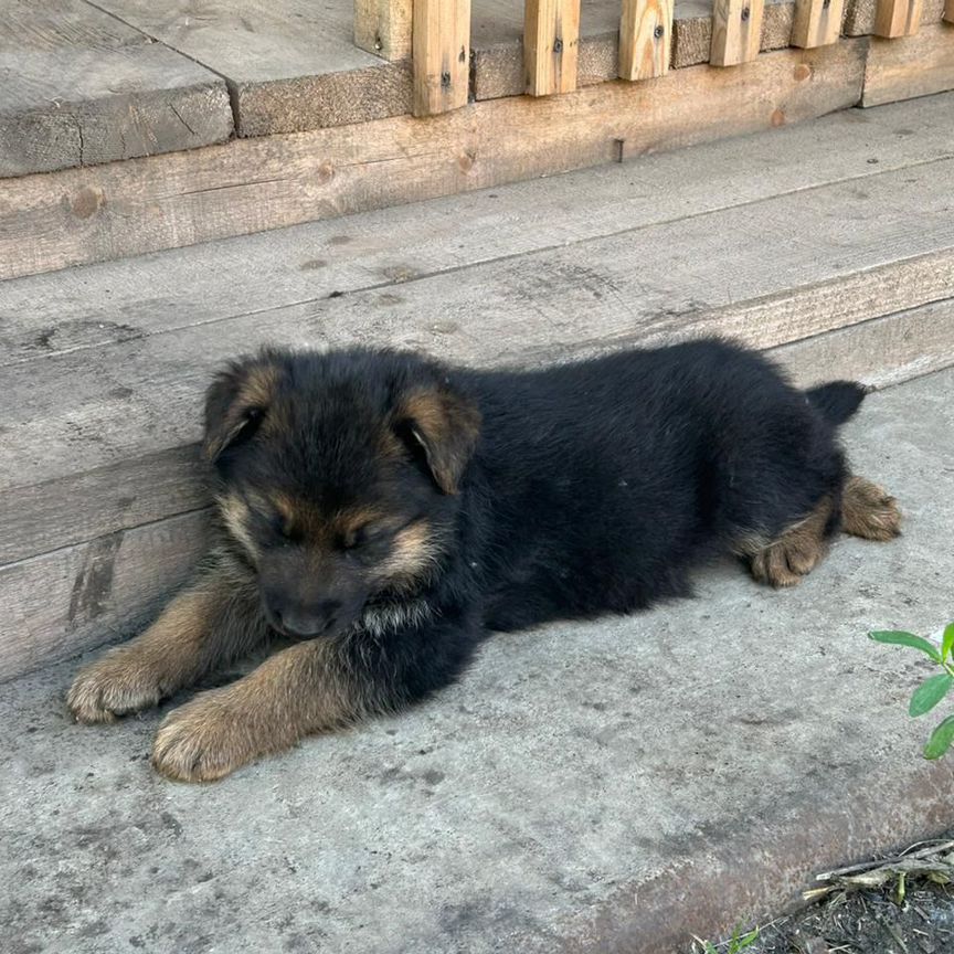 Немецкая овчарка