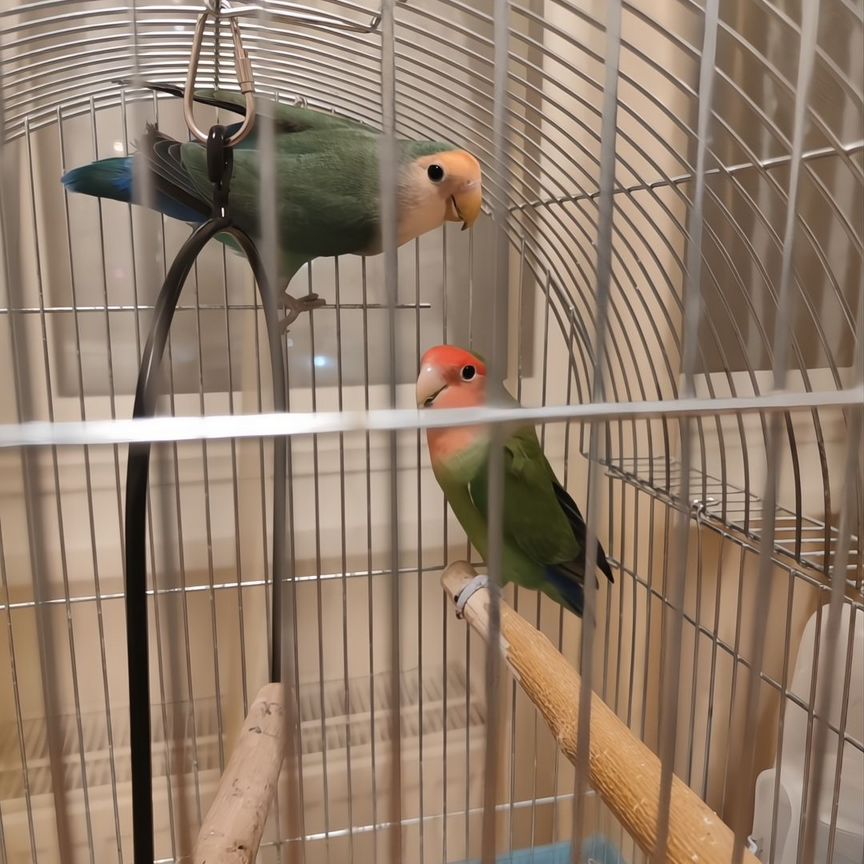 Попугаи неразлучники