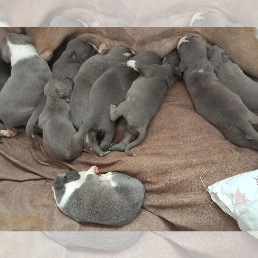 Американский стаффордширский терьер, щенок