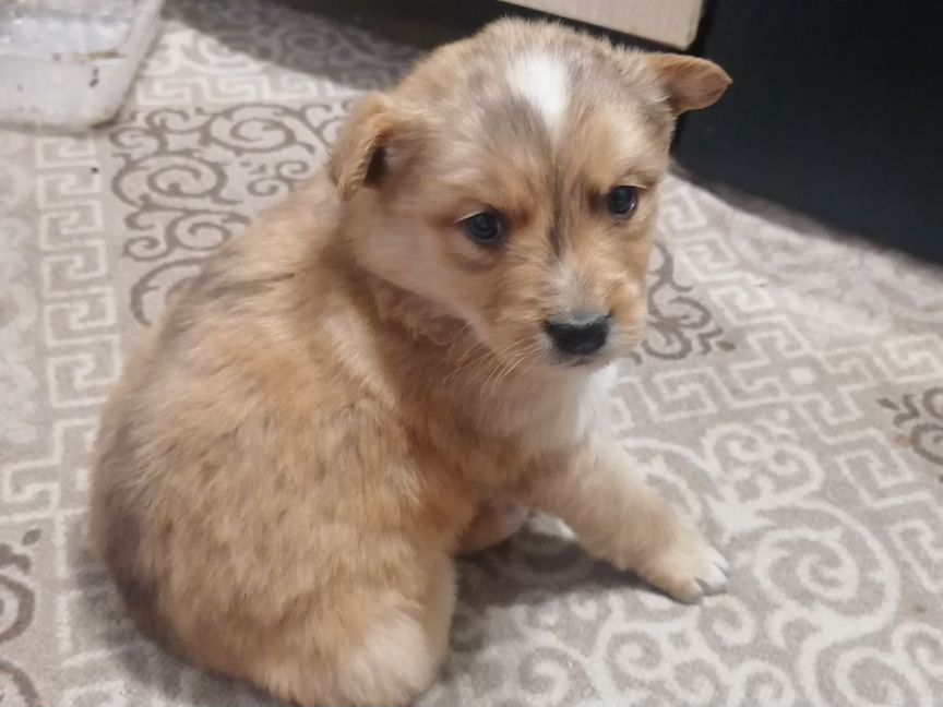 Отдадим в хорошие руки