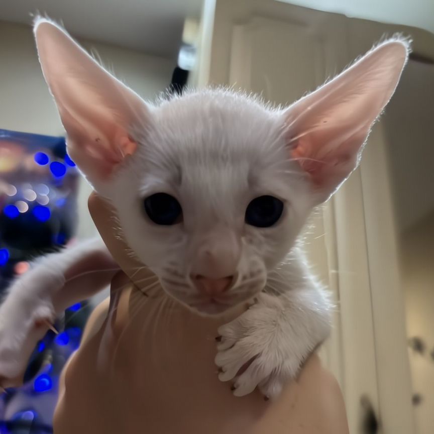 Ориентальный котёнок