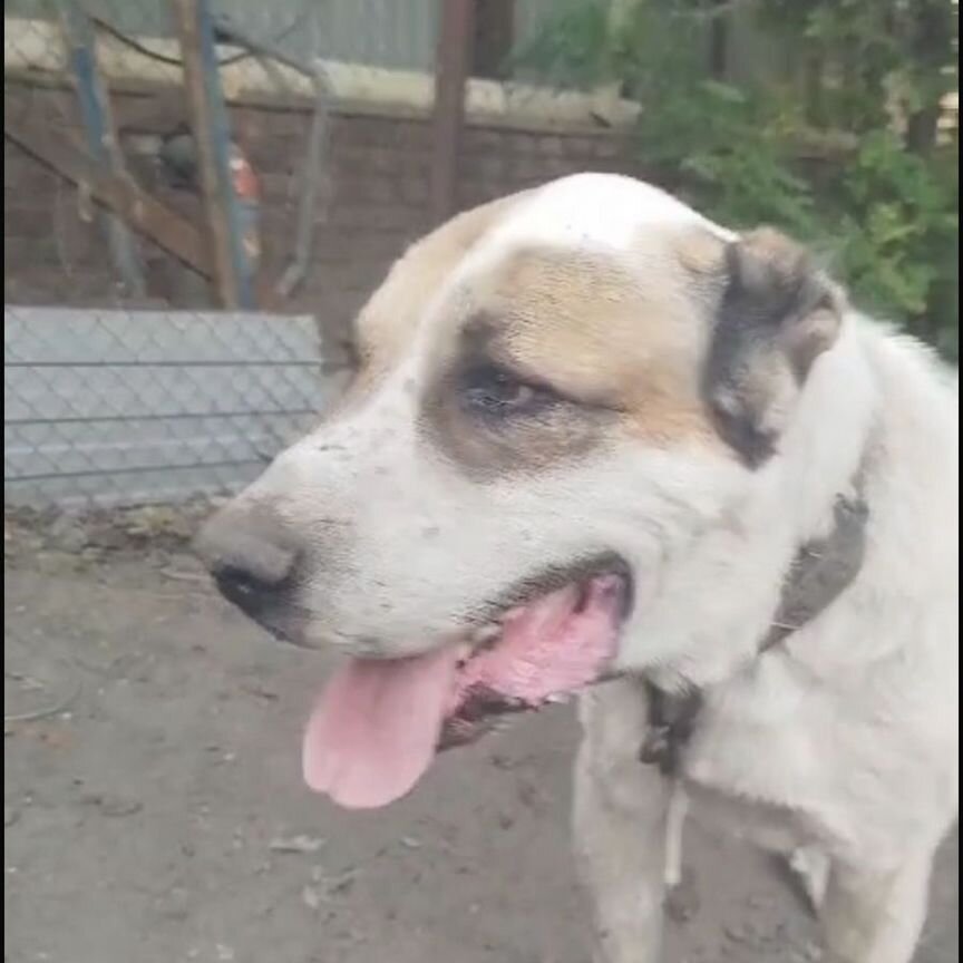 Собака в добрые руки