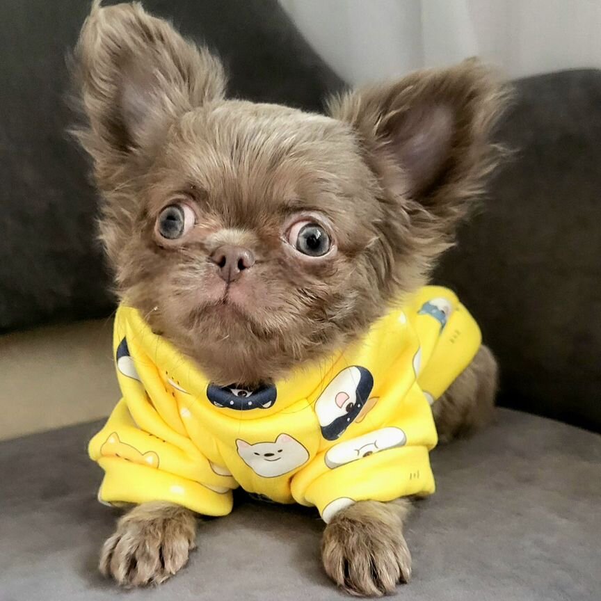 Чихуахуа, щенок