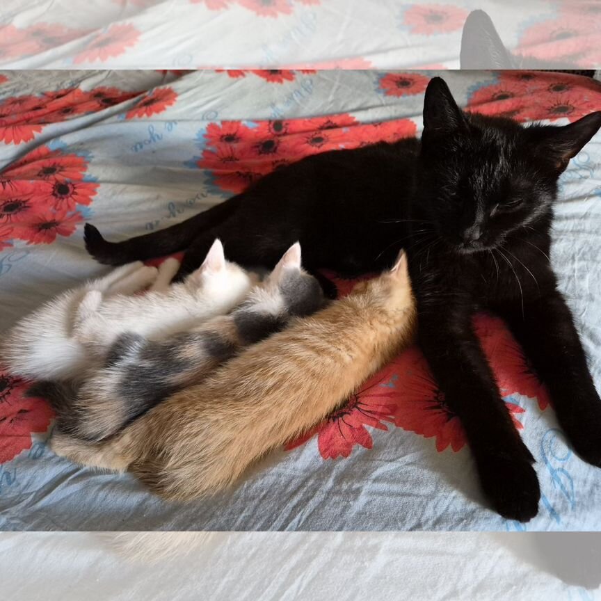 Котёнок в добрые руки