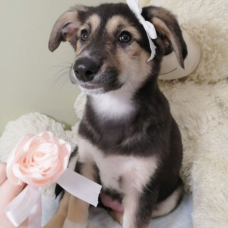 Щенок в добрые руки