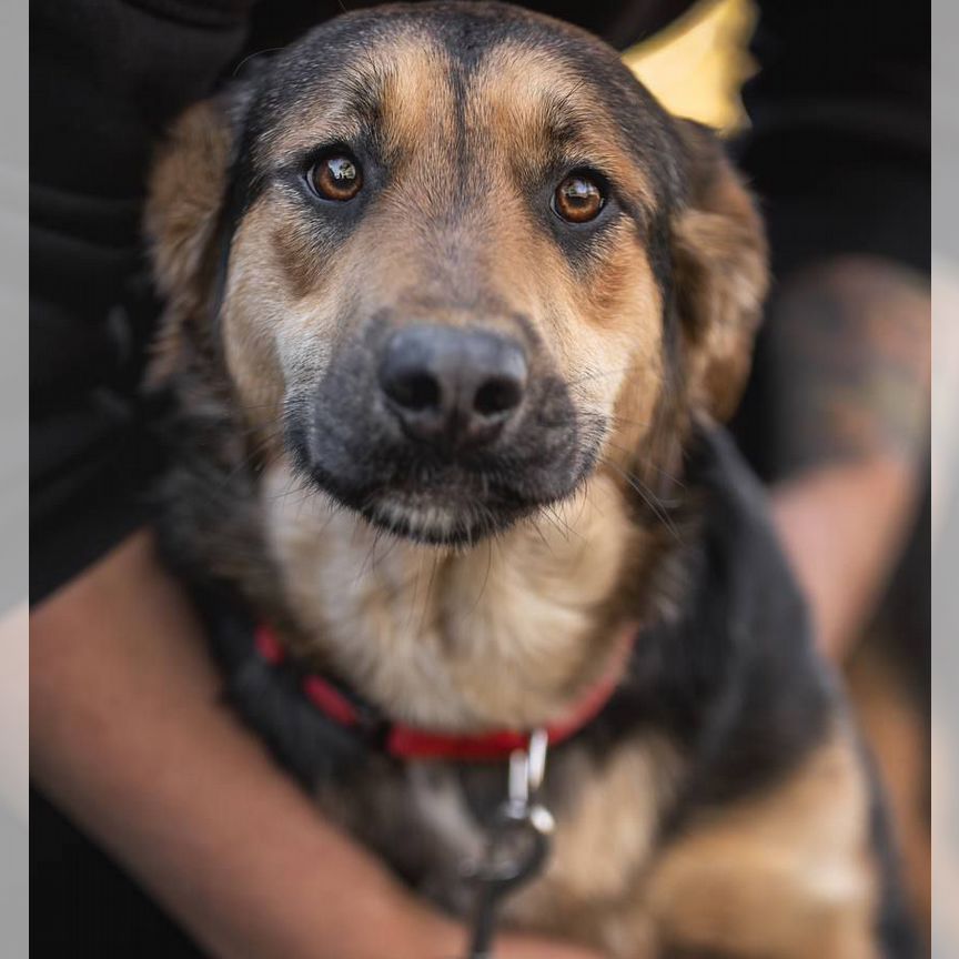 Чудо собака