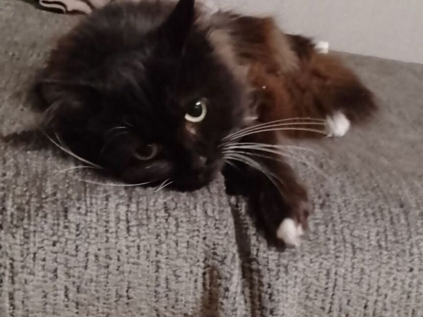 Кошка