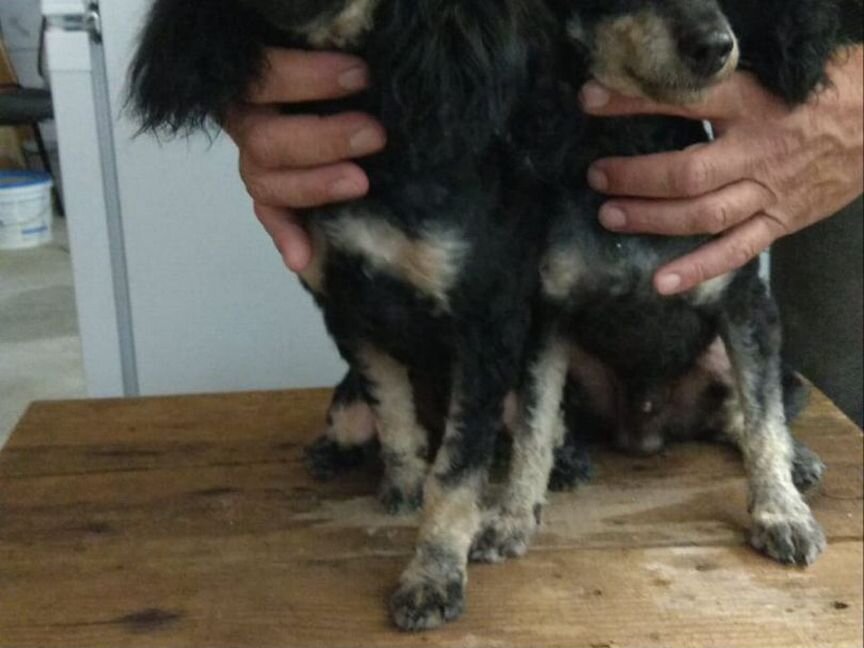 Миниатюрный пудель подростки мальчики