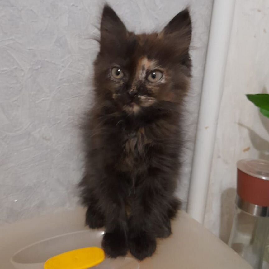 Отдаём кошечку маленькую, можно забрать с мамой