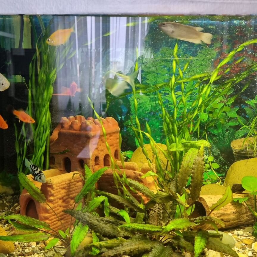 Аквариум вместе с рыбками и растениями