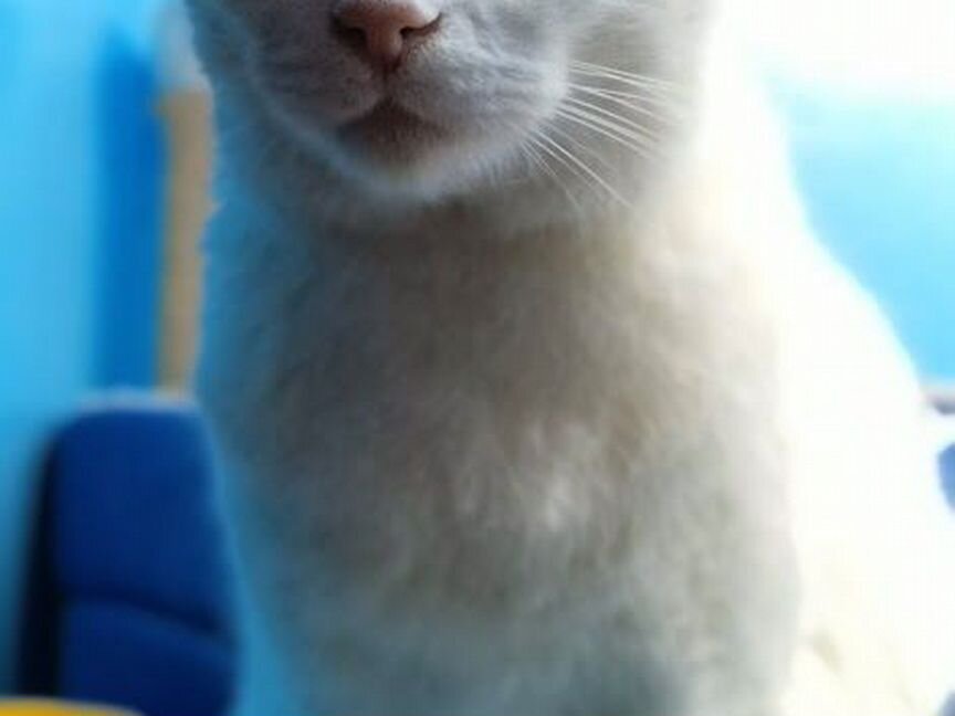 Белая ласковая кошечка
