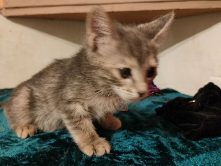 Котёнок ласковый и красивый