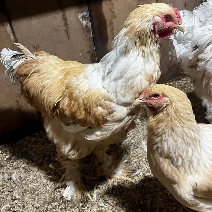 Петушок породы Брама Лимон