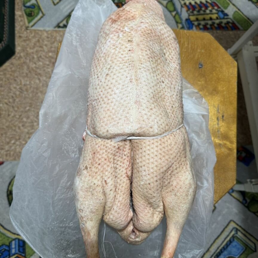 Гусь домашний