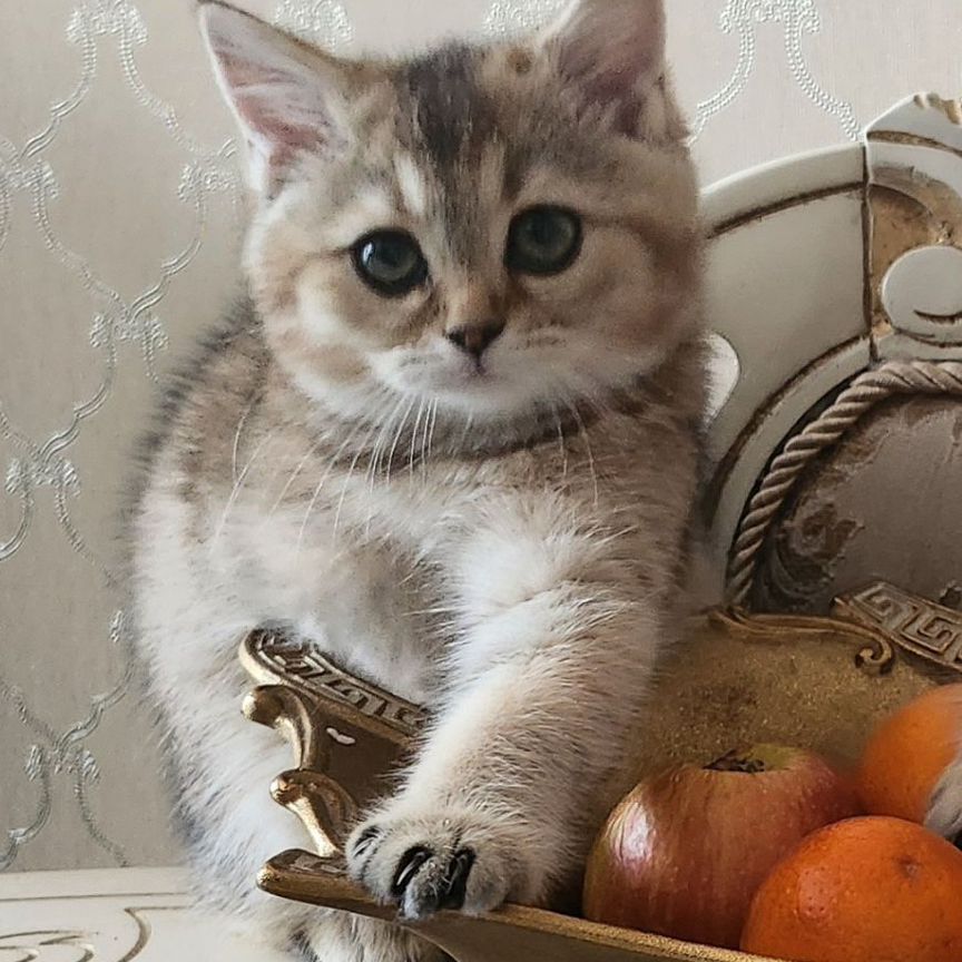 Шотландский прямоухий короткошёрстный котёнок