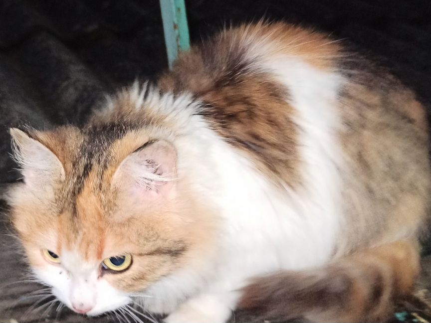 Продам кошечку