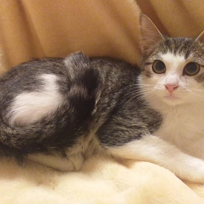 Котёнок очень хочет домой