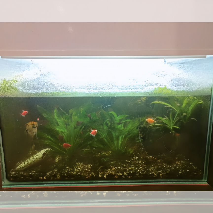 Аквариум с рыбками