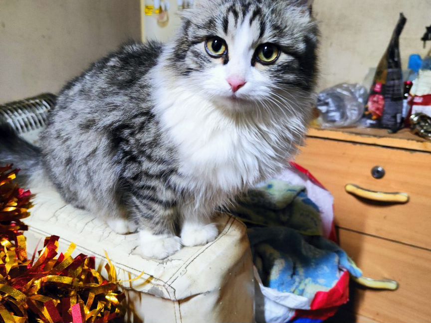 Котик