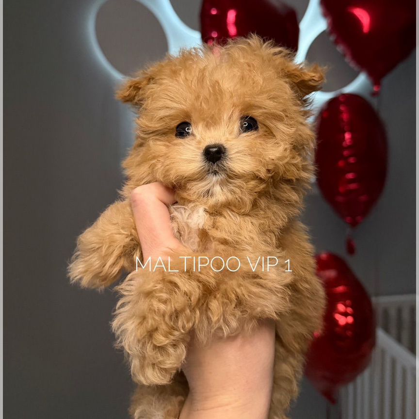 Мальтипу, щенок