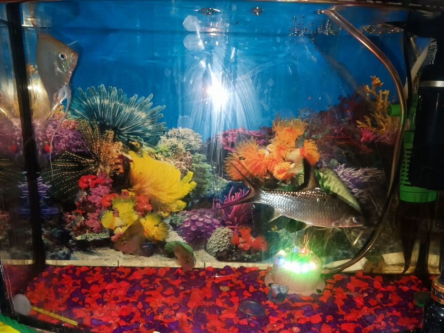 Аквариумные рыбки