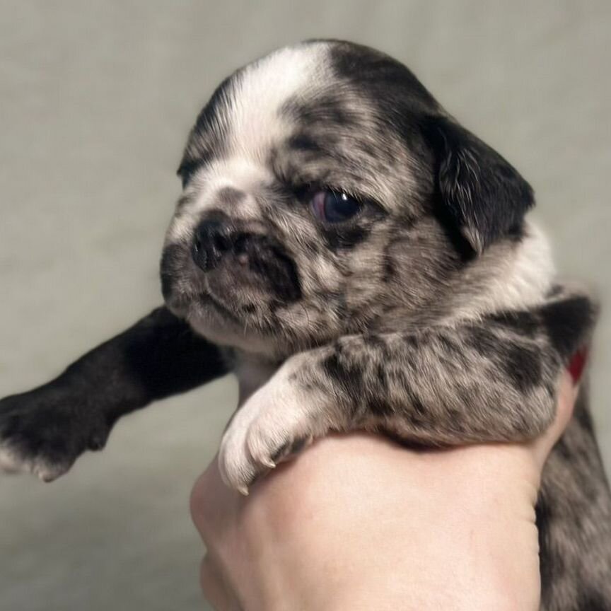 Мопс, щенок