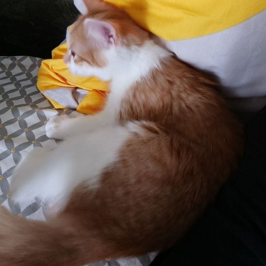 Котята
