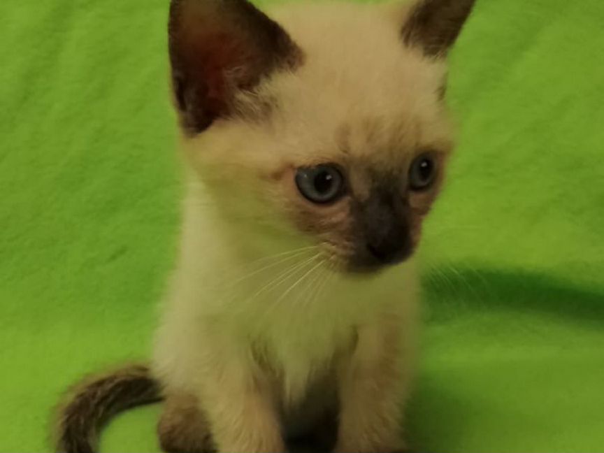 Милашки очаровашки