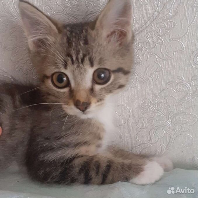 Котёнок котик 2 месяца Сёмочка