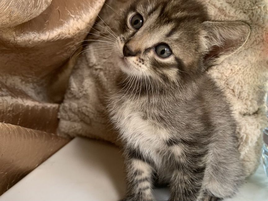 Котята