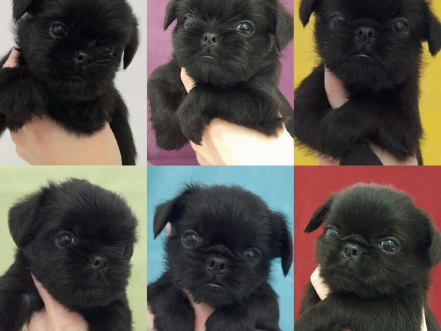 Щенки бельгийского гриффона