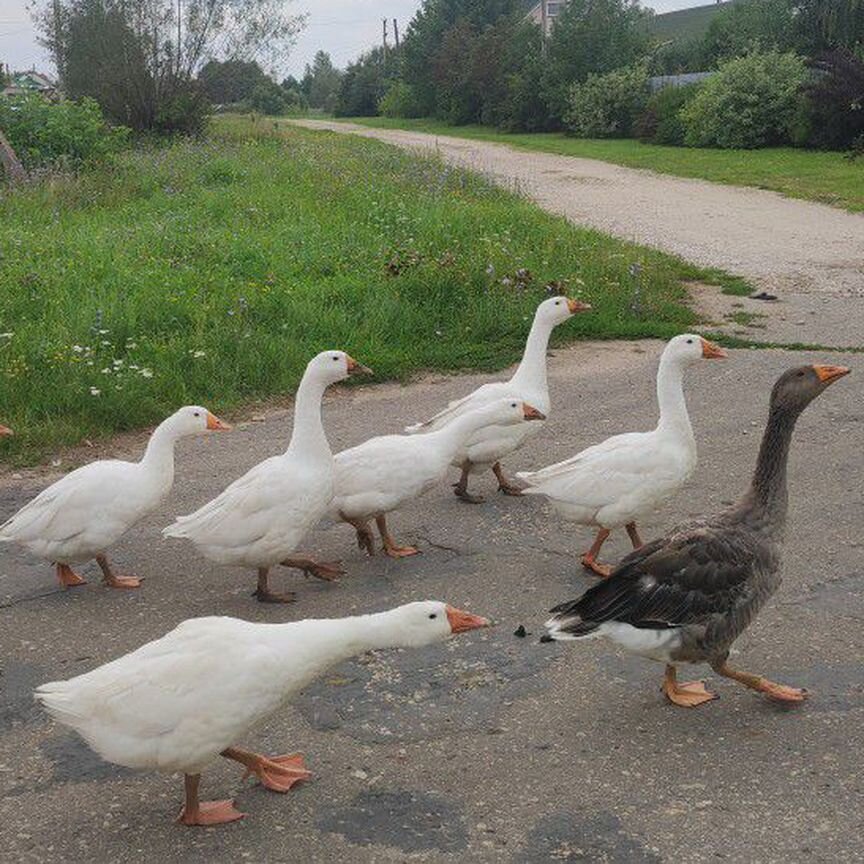 Гусь