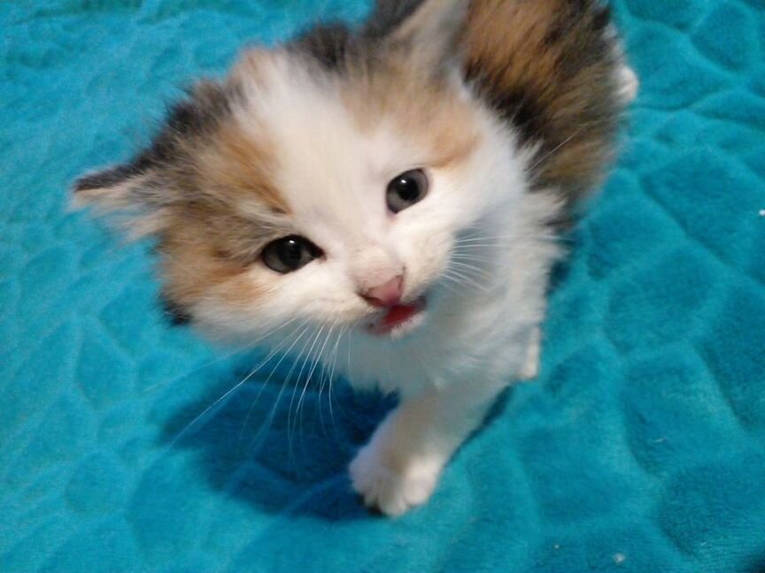 Трехцветная кошка