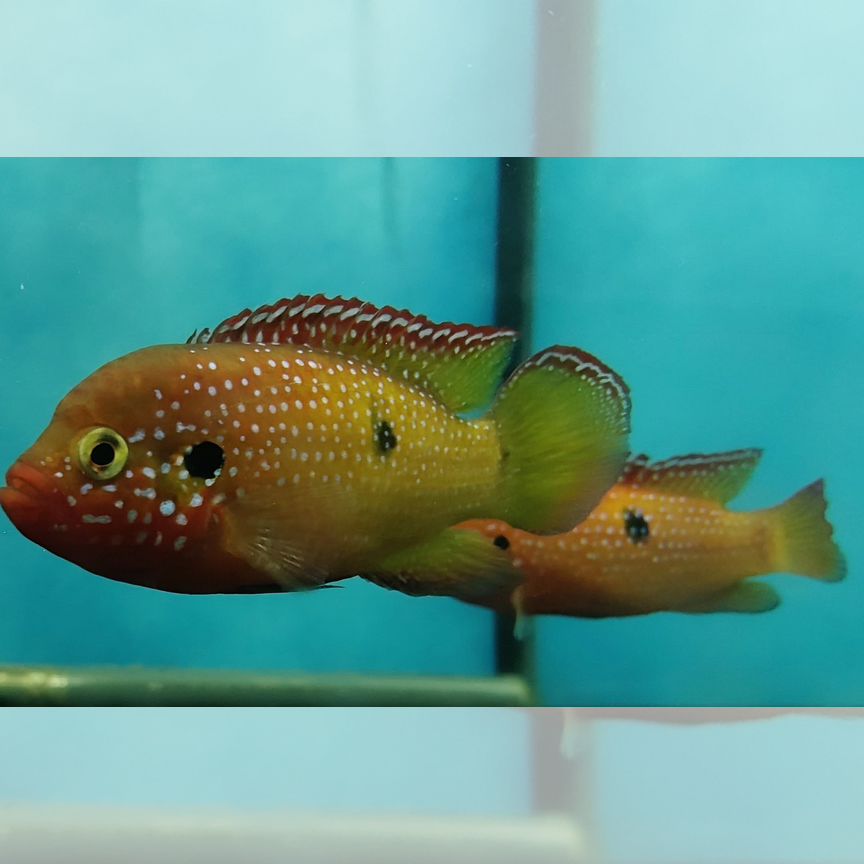 Хромис Красавец (200 штук в наличии)