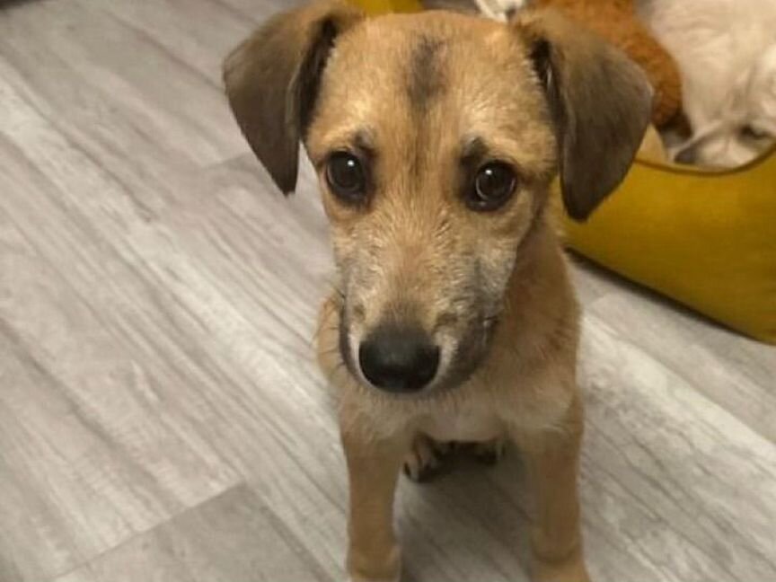 Щенок в добрые руки бесплатно