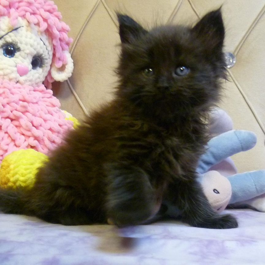 Котёнок от частного владельца