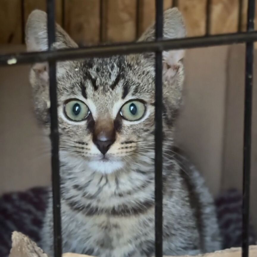 Забавный котенок полосатик