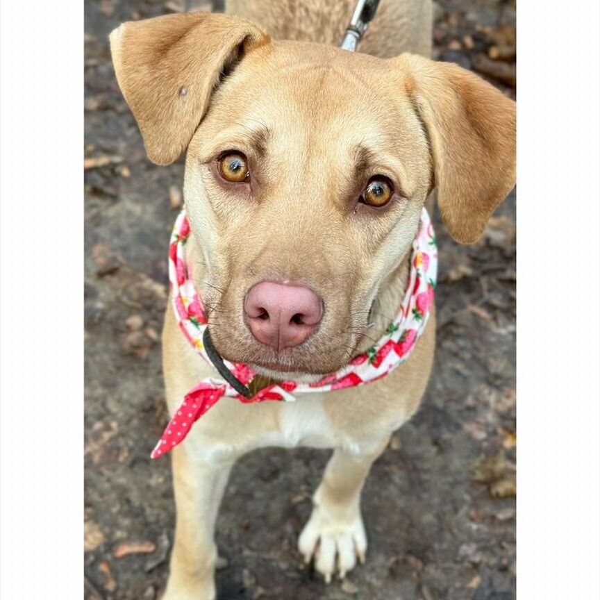 Щенок в добрые руки бесплатно