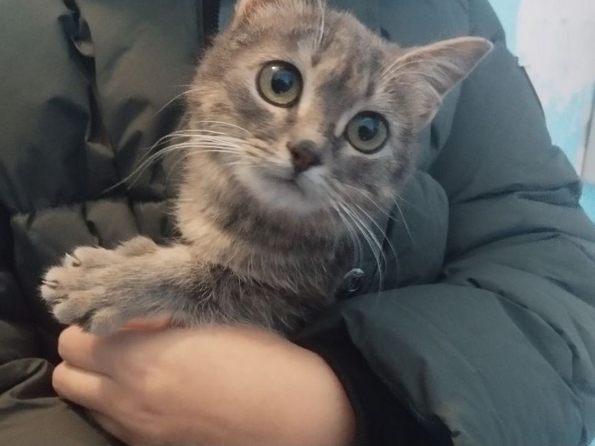 Кошка в дар бесплатно