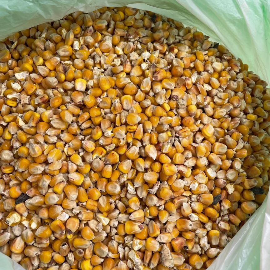 Кукуруза фуражная