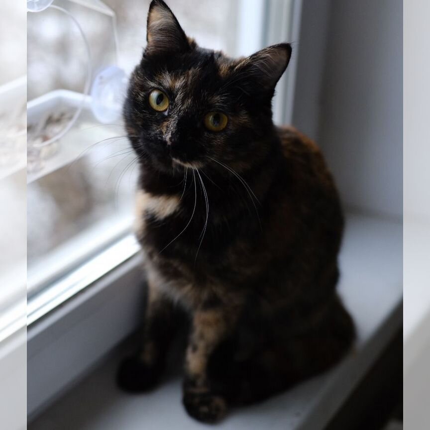 Взрослая кошка в добрые руки