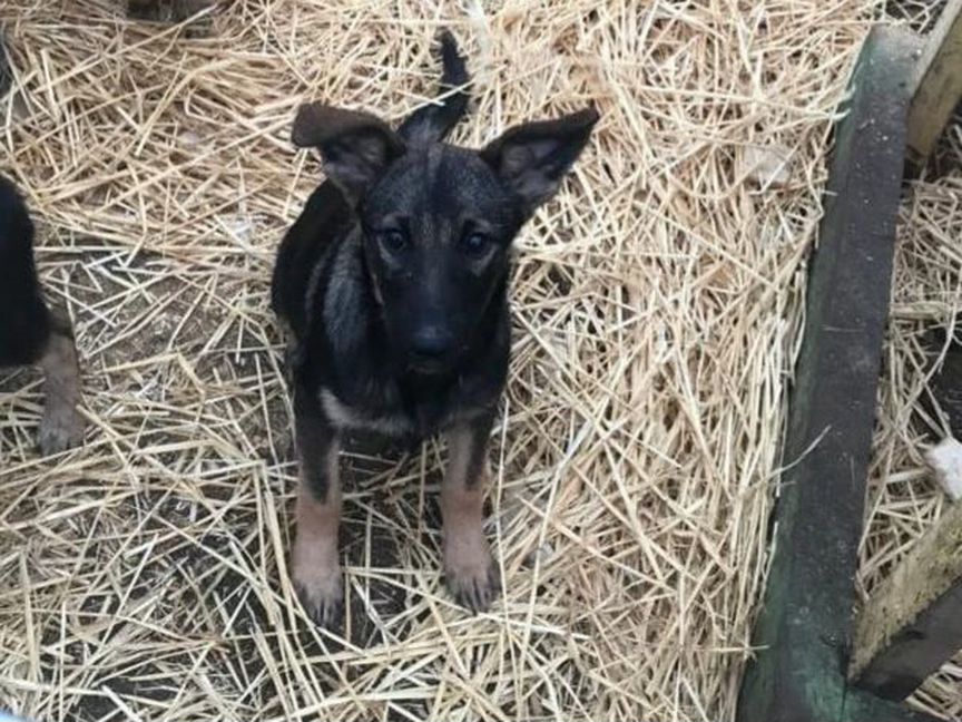 Щенок девочка 3 мес - в добрые руки