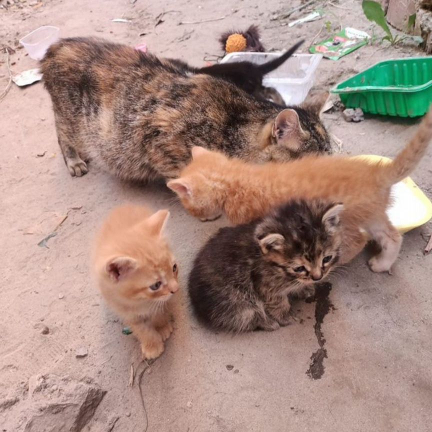 Котята в добрые руки бесплатно