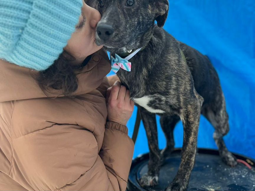 Щенок подросток, нежный пес из приюта