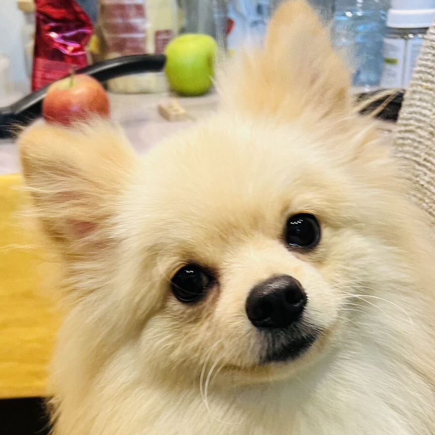 Померанский шпиц, вязка