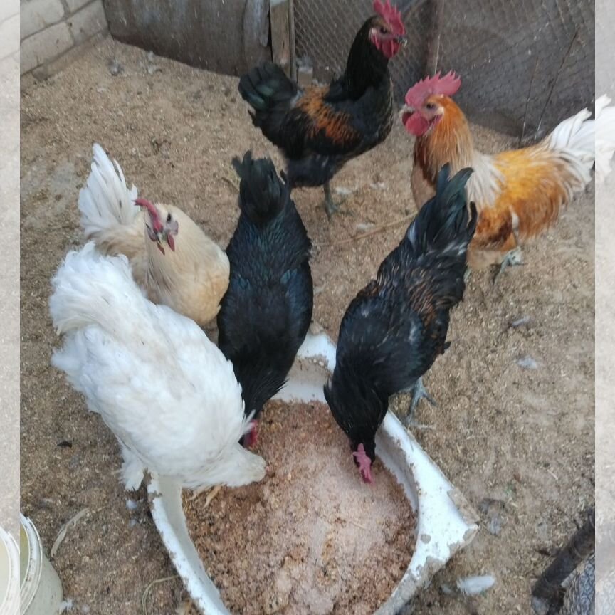 Петушки ухейилюй