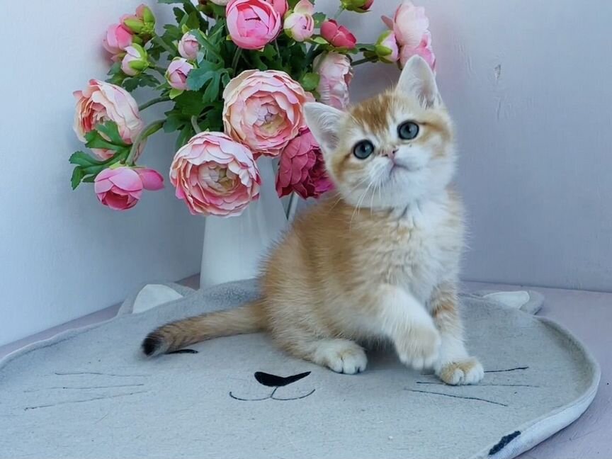 Котята золотая шиншилла